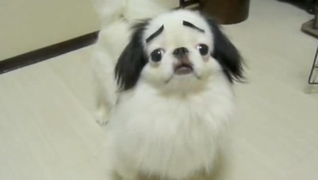 12 Hilarious Photos Of Dogs With Eyebrows – The WVb