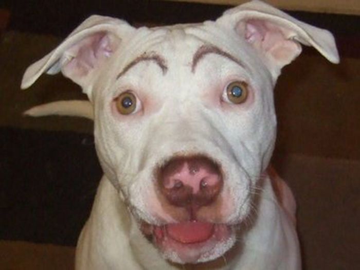 12 Hilarious Photos Of Dogs With Eyebrows – The WVb