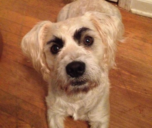 12 Hilarious Photos Of Dogs With Eyebrows – The WVb