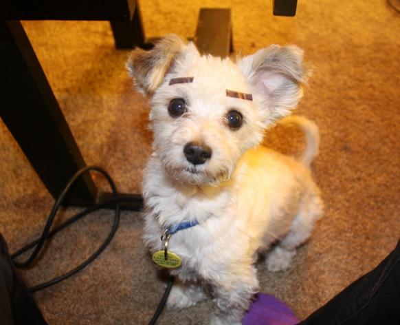 12 Hilarious Photos Of Dogs With Eyebrows – The WVb
